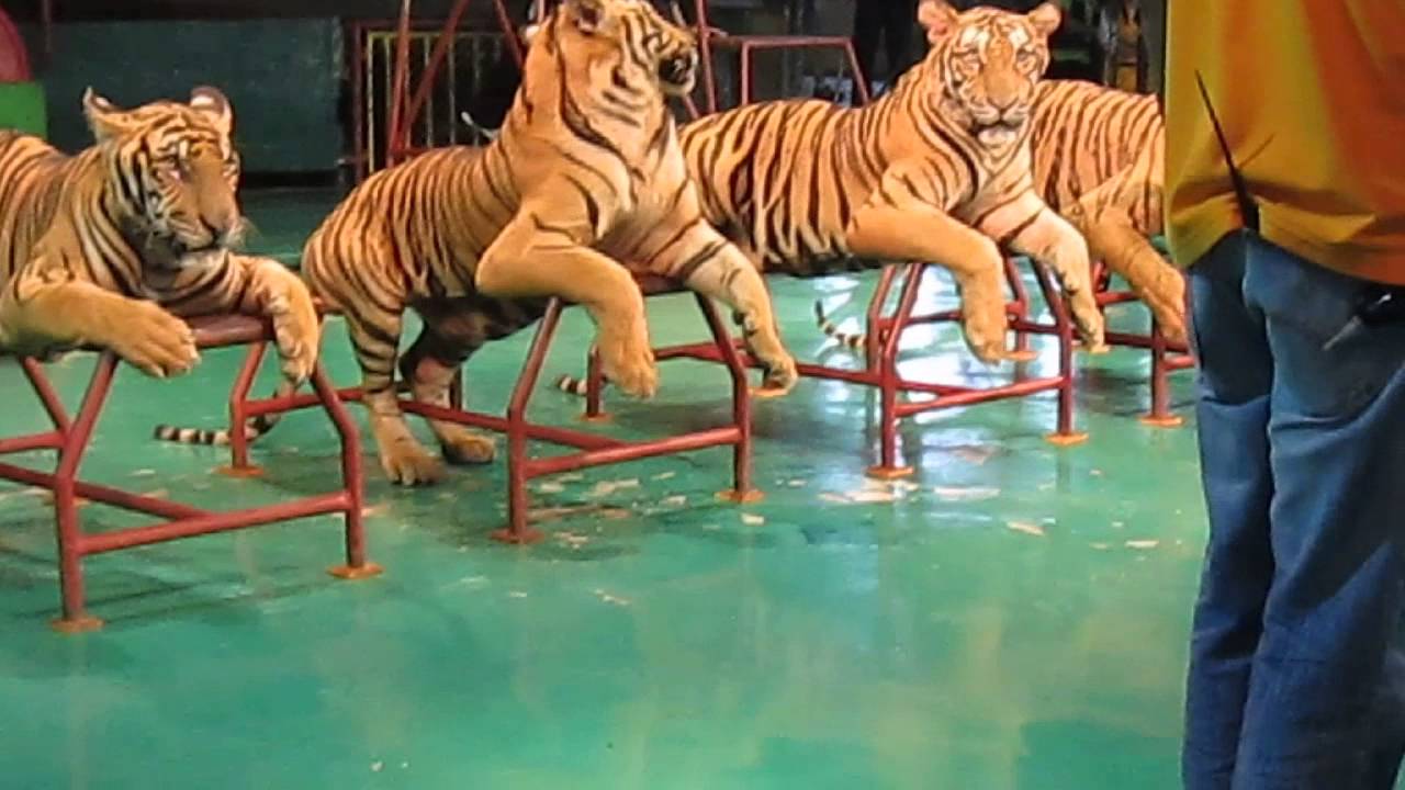 Tiger Show at Bangkok - YouTube