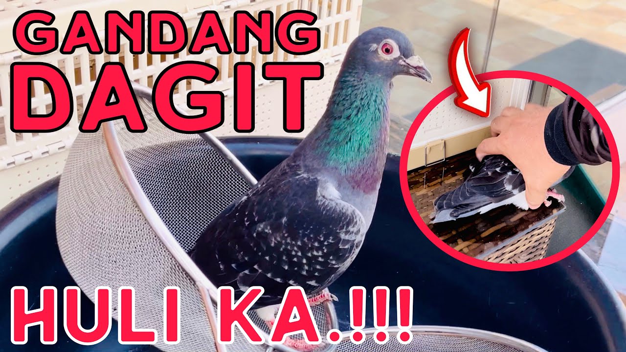 EP367 - HULI KA.! IMPORTED NA DAGIT SOBRA BAIT - YouTube