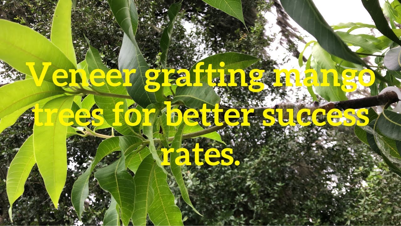 How to veneer graft mango trees @andrebaptiste - YouTube