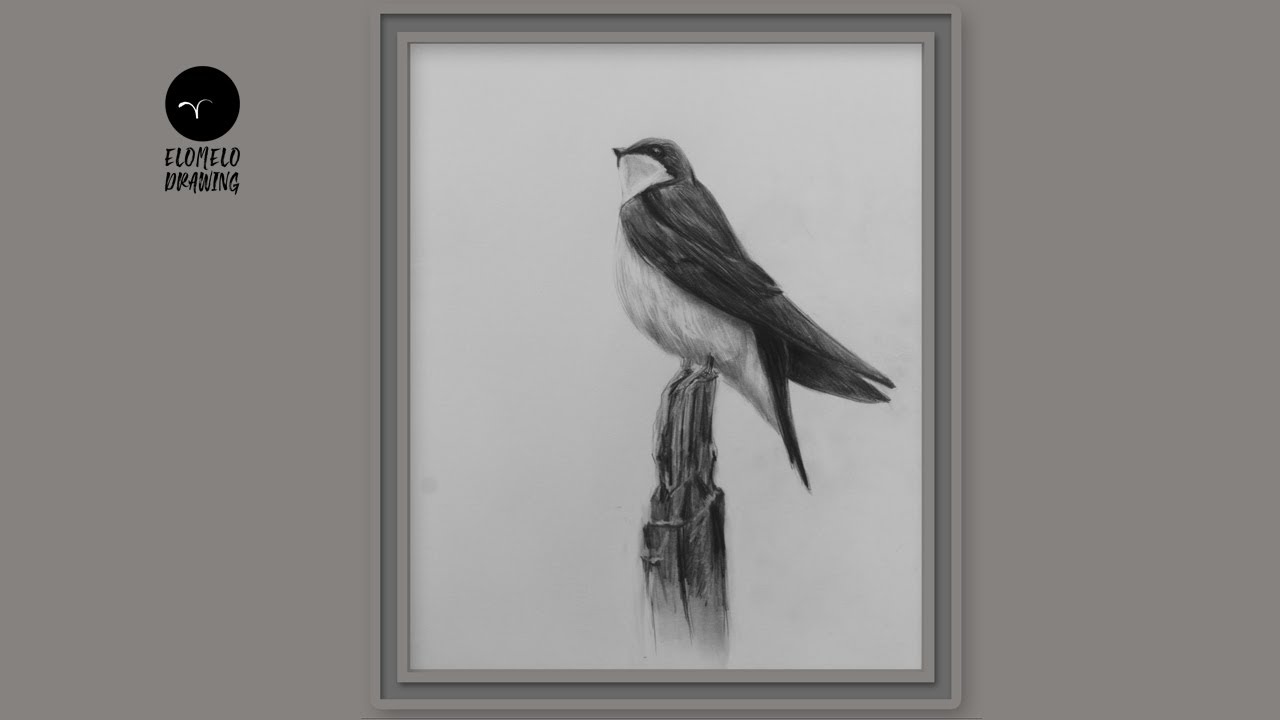 How To Draw A Tree Swallows Bird Step By Step || Pencil Sketch ...