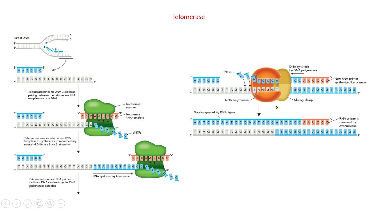 telomerasa replicación eucariota biología molecular biology - YouTube