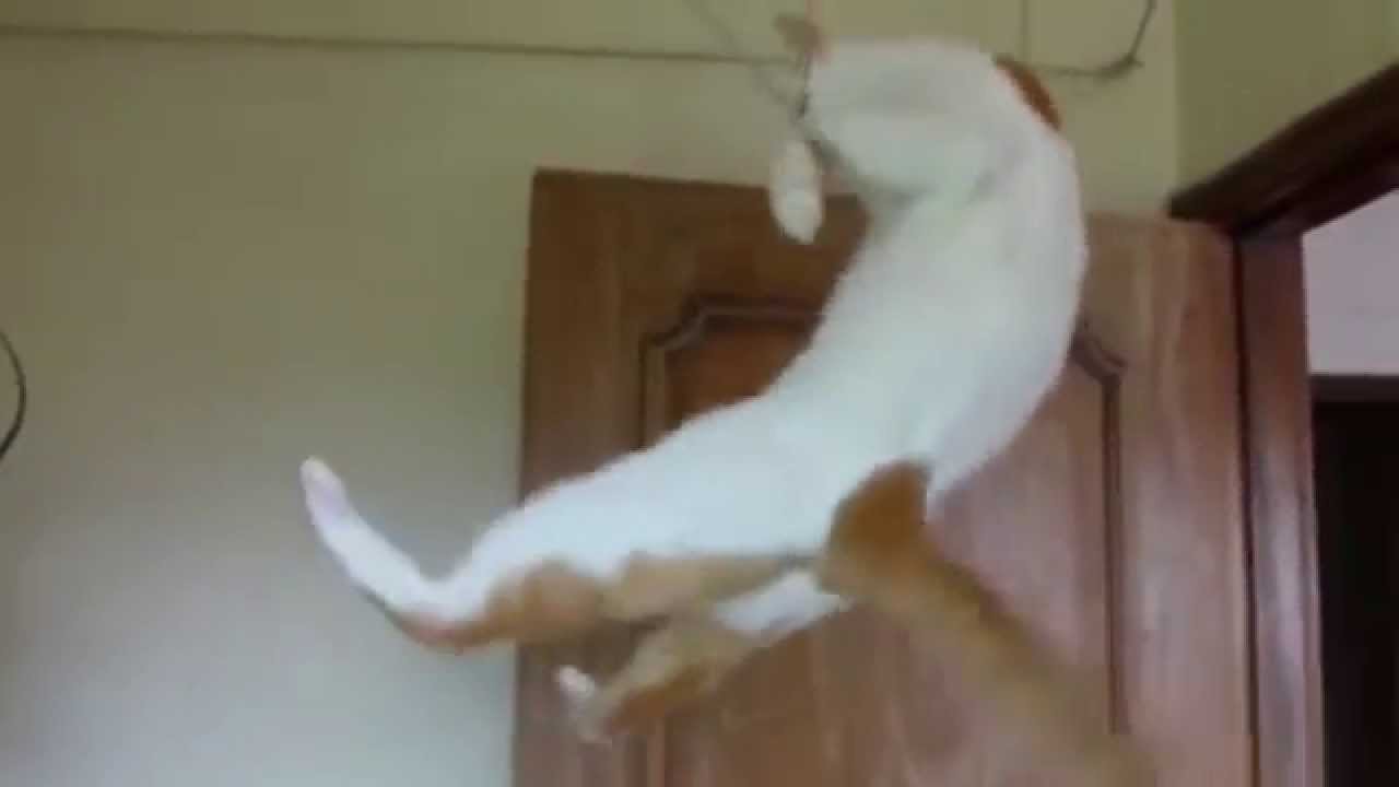 Cat Acrobat - YouTube
