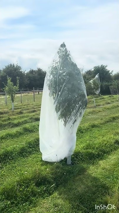 How to protect your apple trees - YouTube