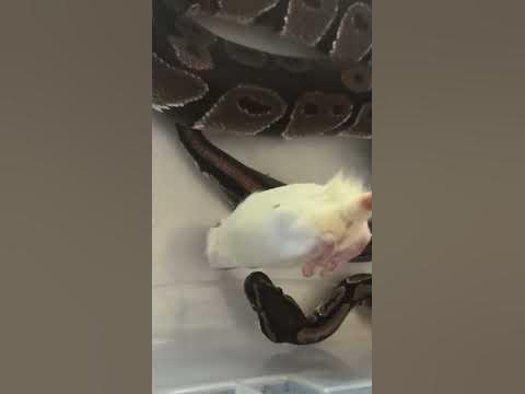 Slow-Mo Ball Python Strike #12 - YouTube