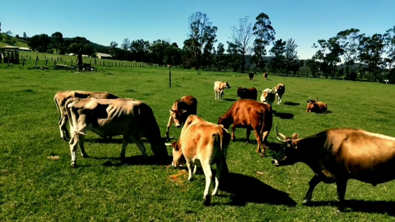 NEW GOKULA FARM - YouTube