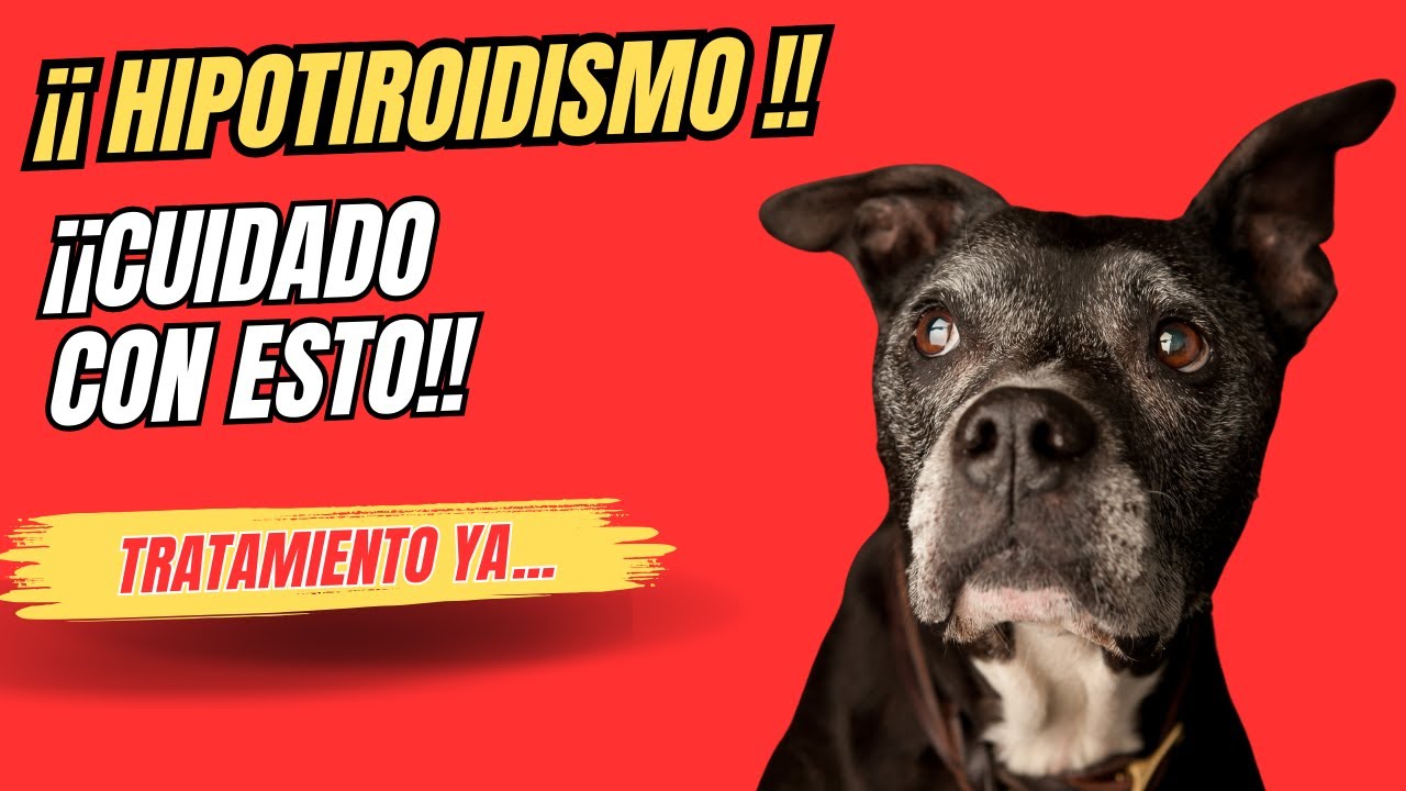 Hipotiroidismo en perros. Síntomas y tratamiento - YouTube