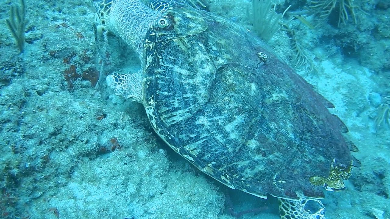 Mr. Turtle - YouTube