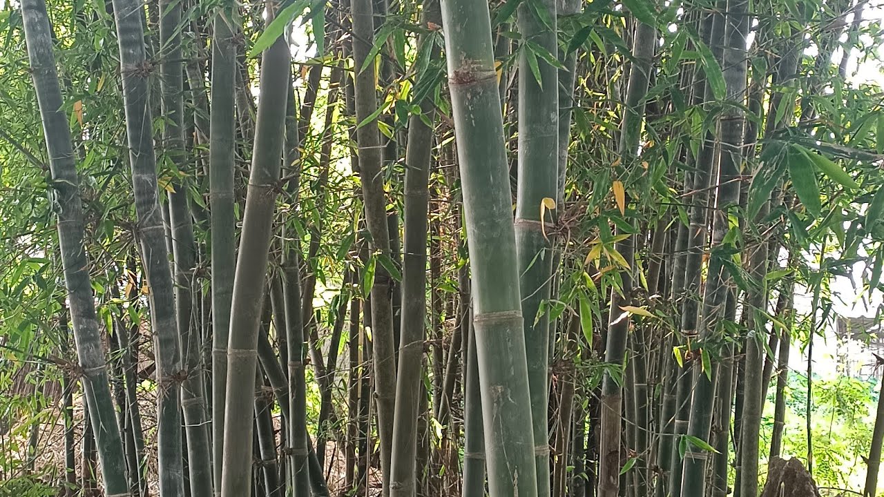 NORTH EAST BAMBOO&AGRO FORESTRY BAMBOOSA POLLIDA BAMBOO 7002950047 ...
