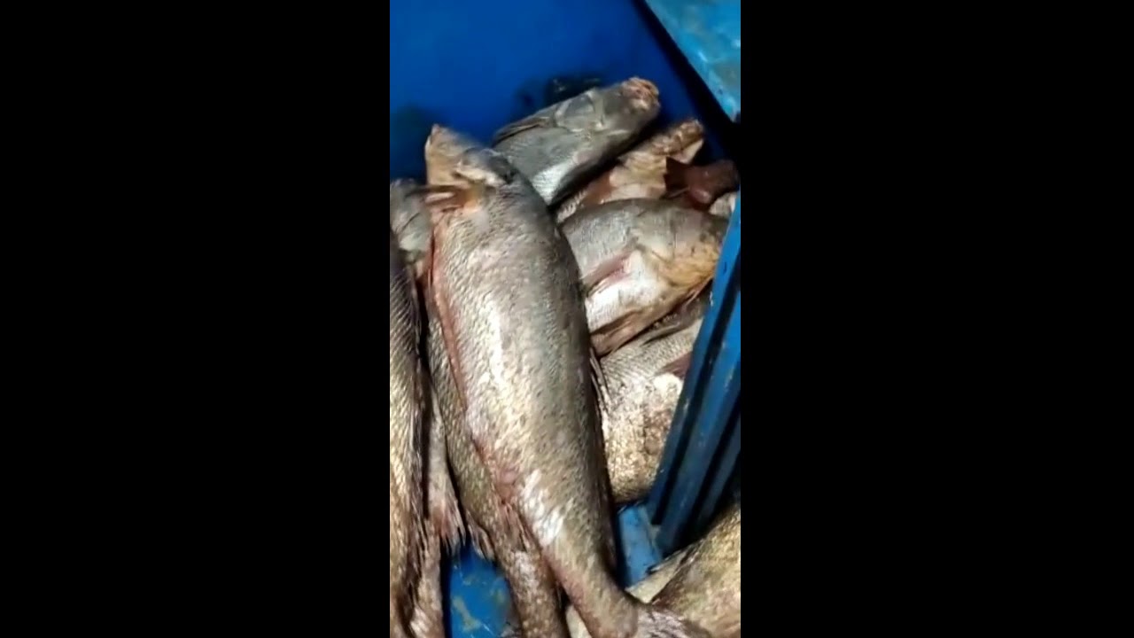 Jitada Masa II जिताडा मासा II Gurajat Sea - YouTube