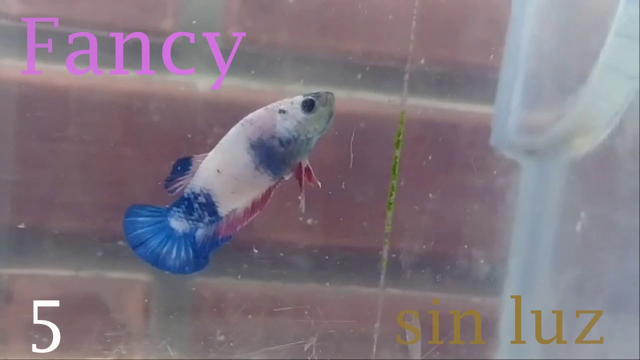 CHINI BETTAS -- Hembras a la venta - YouTube