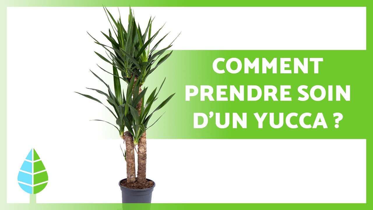 ENTRETIEN d'un YUCCA 🌴 (Taille, substrat, arrosage et emplacement ...