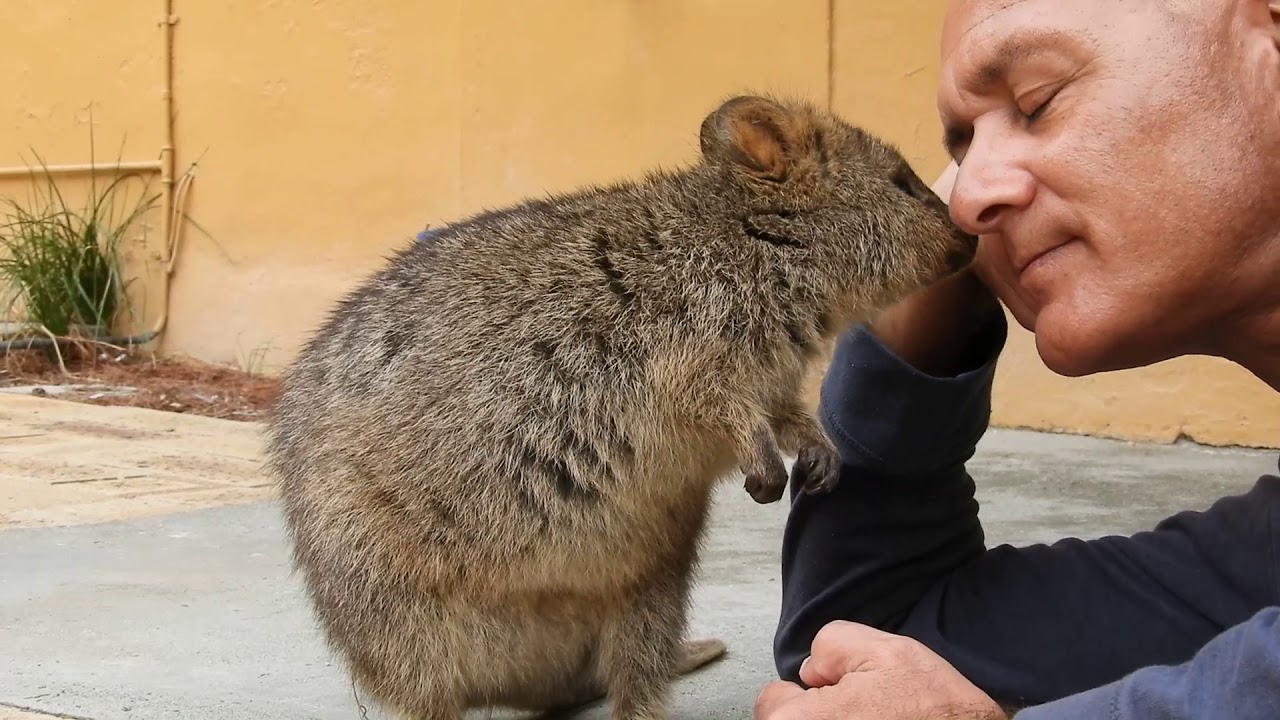 Quokka Cuddles - YouTube