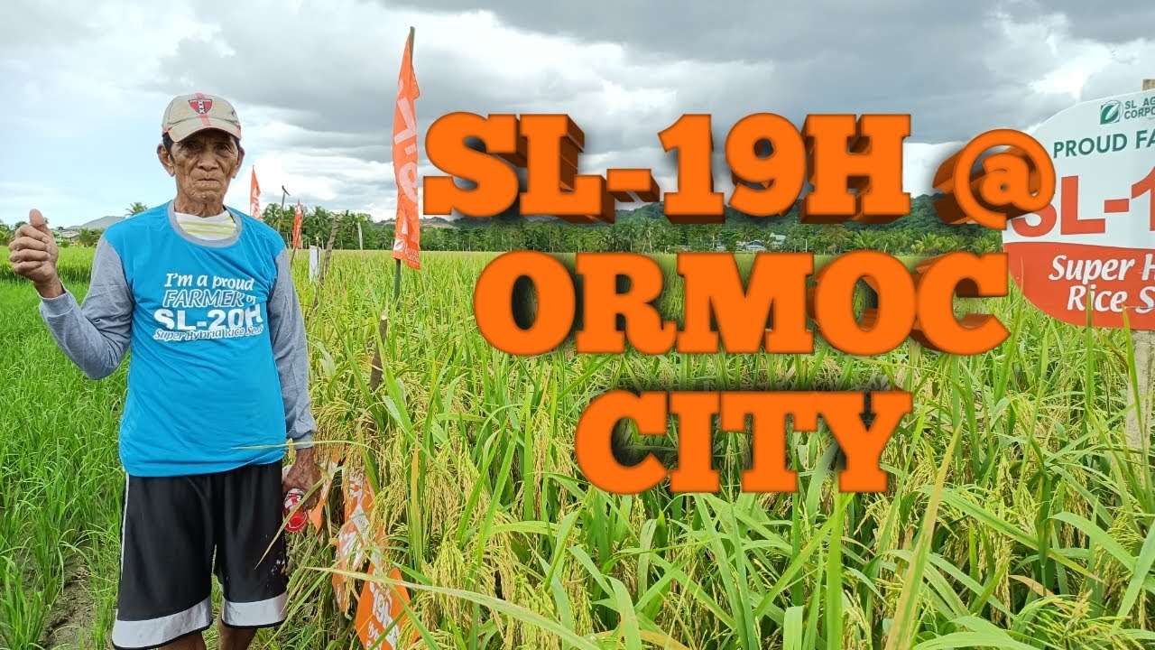 SL-19H (NSIC Rc488H) @ Ormoc, City - YouTube