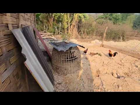 qaib qus qaib dib f1.f3 - YouTube