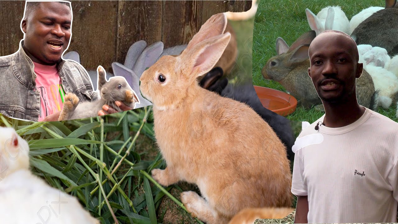 How To Start A Lucrative Organic Rabbit Farm With Just 30cedis ($2.6 ...