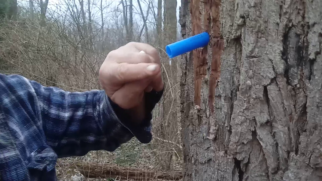 Tapping black walnut trees at Walnut Hill, PA. - YouTube