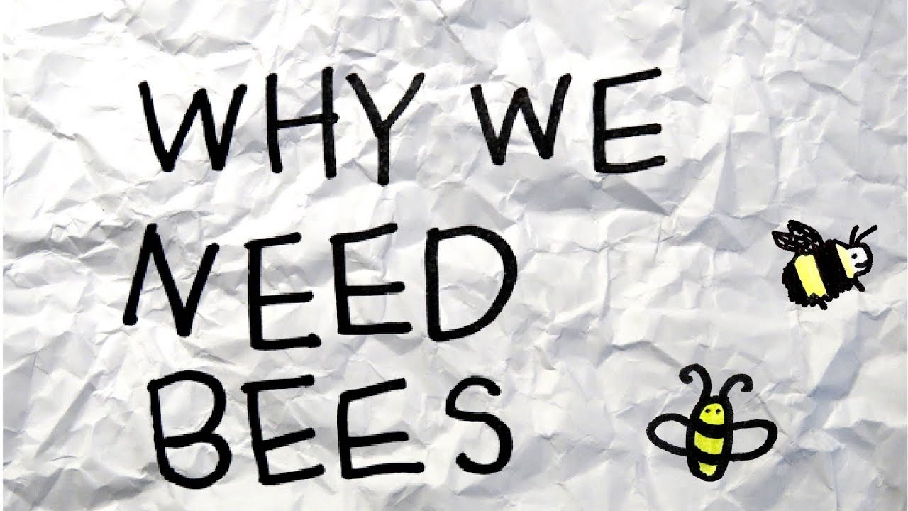 Why we need bees... - YouTube