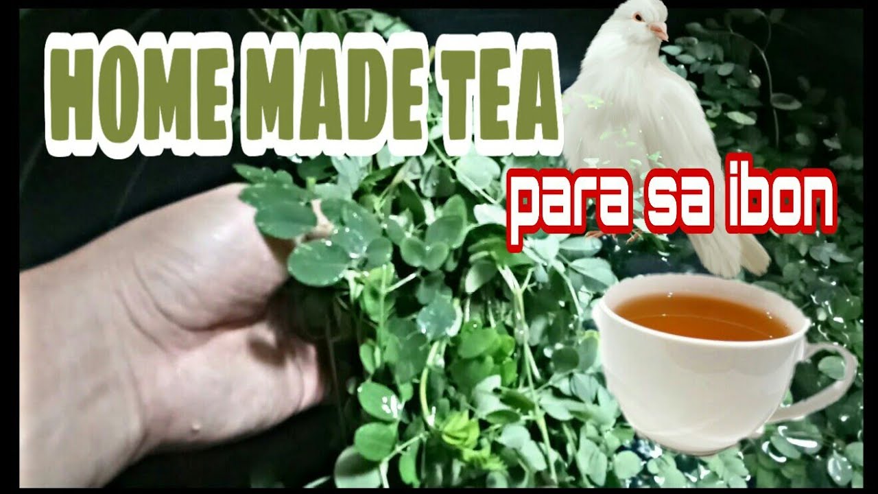 MORINGA TEA FOR PIGEONS | GARAHE PH TV - YouTube