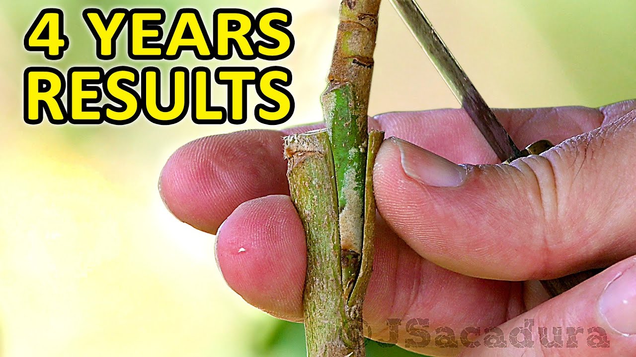 GRAFTING EVERGREEN Fruit Trees Grown From SEEDS | BEST Techniques - YouTube