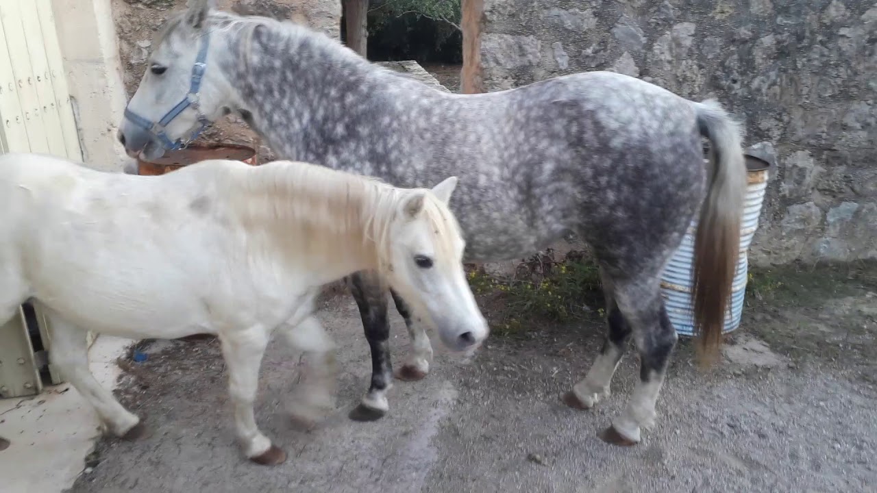 Son Coll - Rundgang Teil 5 - YouTube