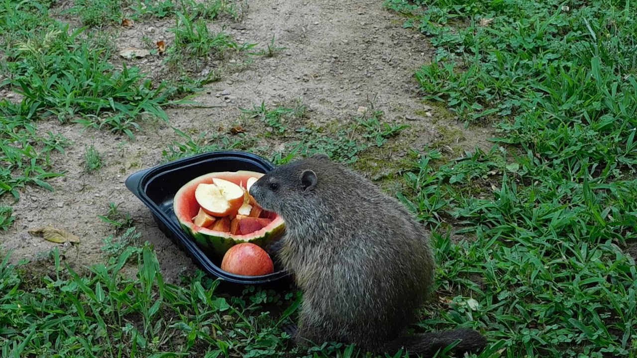 SW Virginia Groundhog Family comes by for visit 30 June 2020 - YouTube