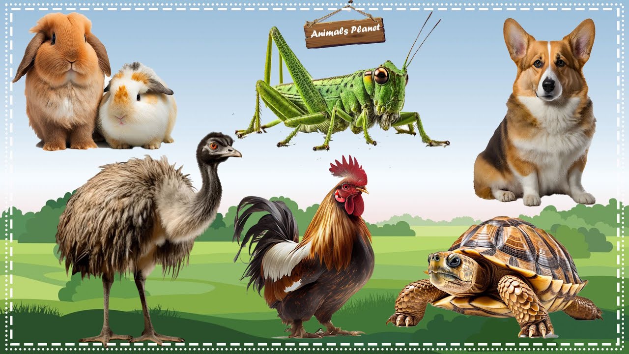 Funny and Adorable Animals Videos: Grasshopper, Rabbit, Dog, Ostrich ...