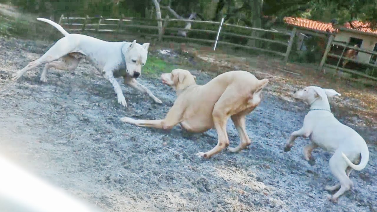 13 Week Old Dogo Argentino Puppy Learning to Play with a Pack of Beasts ...
