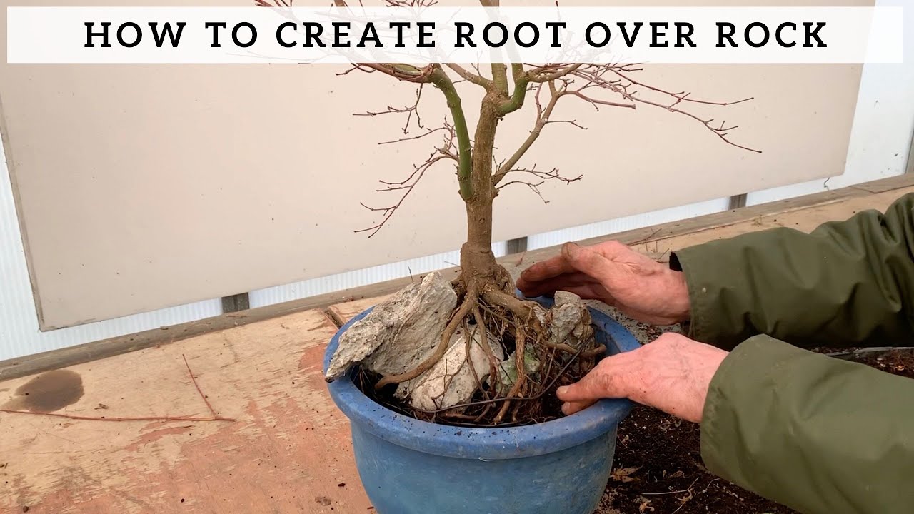 How To Create Root Over Rock Bonsai Maple YouTube
