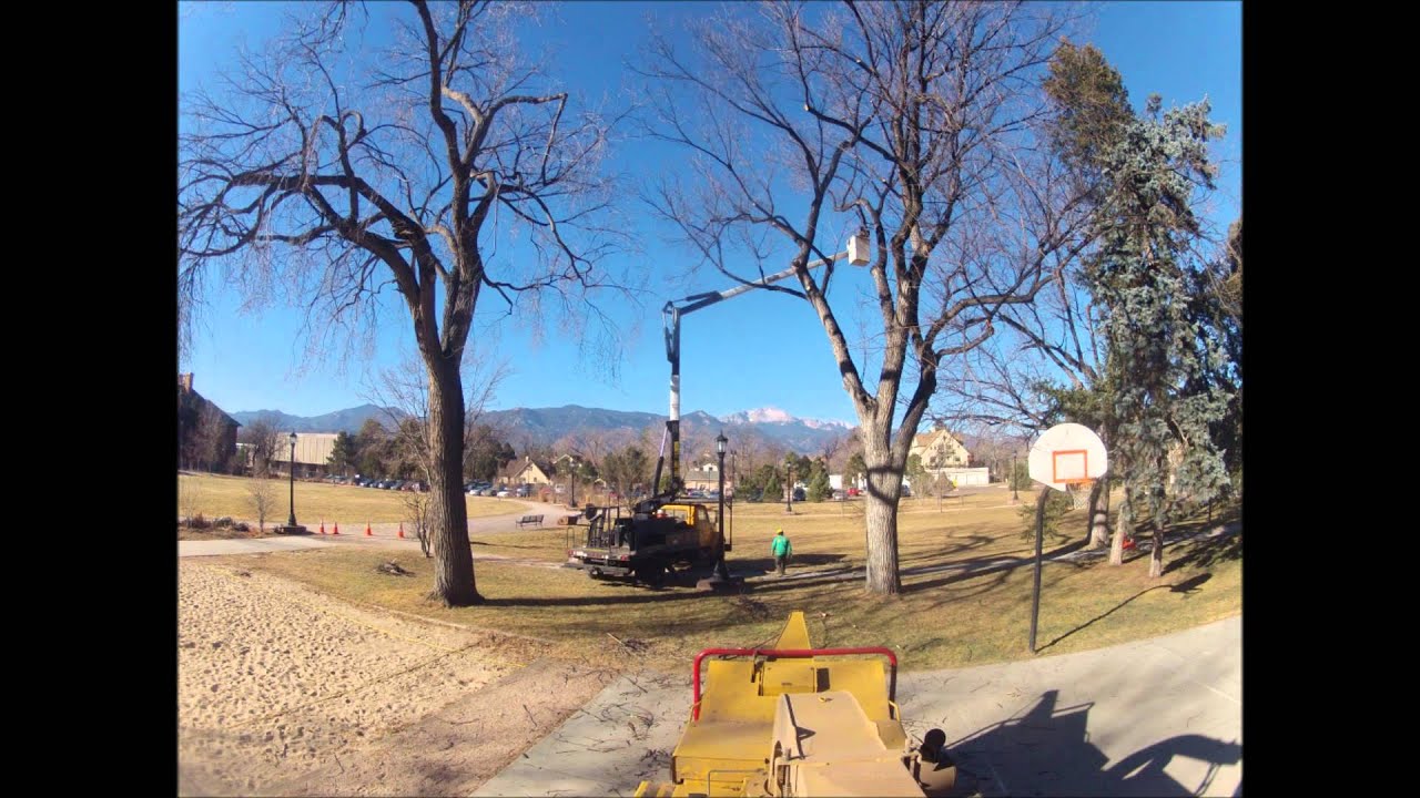 American Elm Tree Pruning at Colorado College in Colorado Springs - YouTube