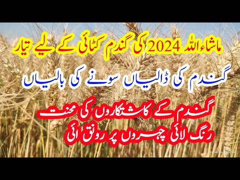 Wheat crop booting stage|requirements of wheat crop at booting stage ...