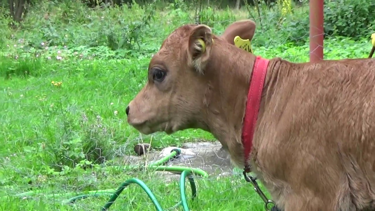 Lawn mowing cows and calves - YouTube