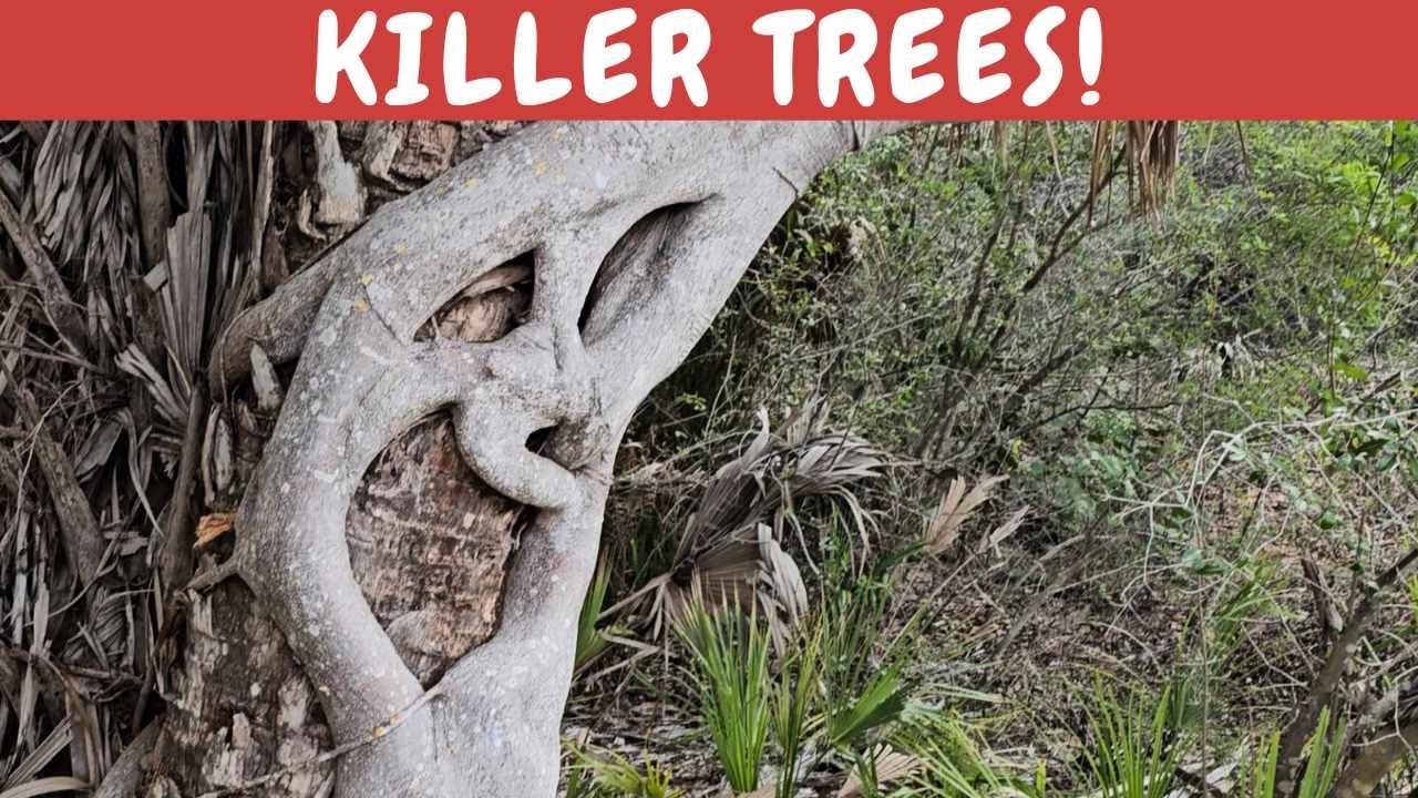 Strangler Figs: What YOU need to know! Trees that strangle and kill ...