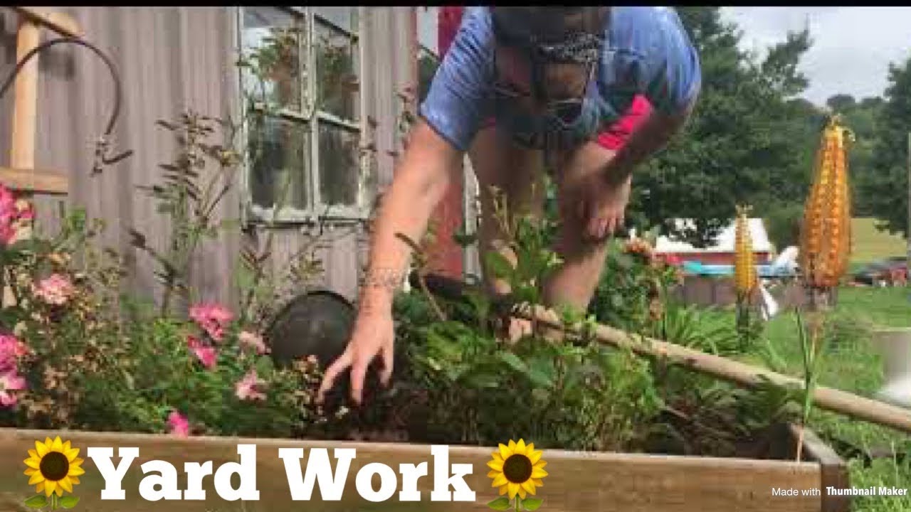 Transplanting flowers before winter! Let’s do some yard work! - YouTube