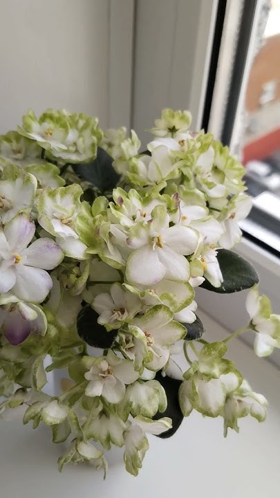 Фиалка Н-Зеленый чай sp mini полный роспуск#plants #flowers # ...
