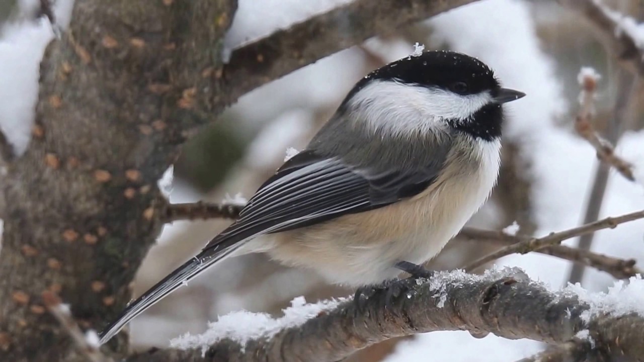 Black-capped chickadee, call - YouTube