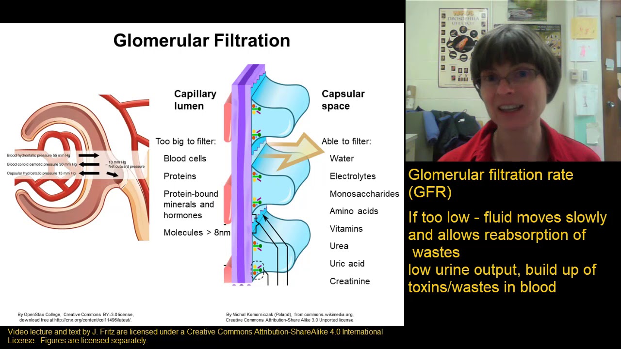 Urinary GFR part 1 - YouTube