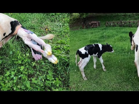 A CALF BEING BORN! How to Pull a Calf Safely! - YouTube