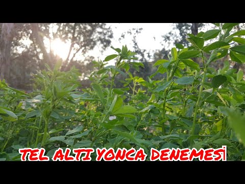 TEL ALTI YONCA 4.5 AYLIK (YONCALAR TEL ÜSTÜNE ÇIKTI)