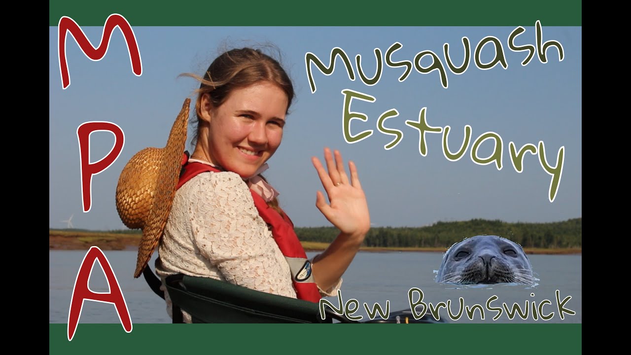 Life in the Tides - Exploring the Musquash Marine Protected Area - YouTube