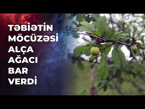 Alça ağacı noyabrda bar verib