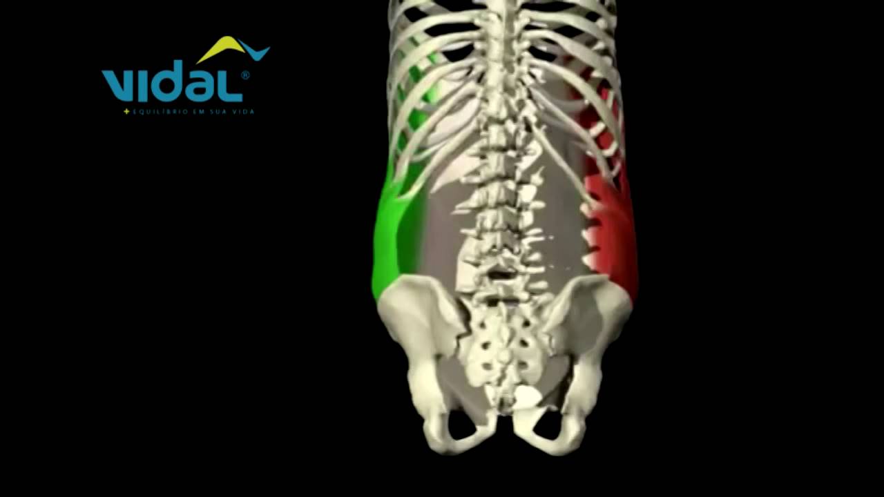 FLEXÃO LATERAL DO TRONCO - Vidal - YouTube