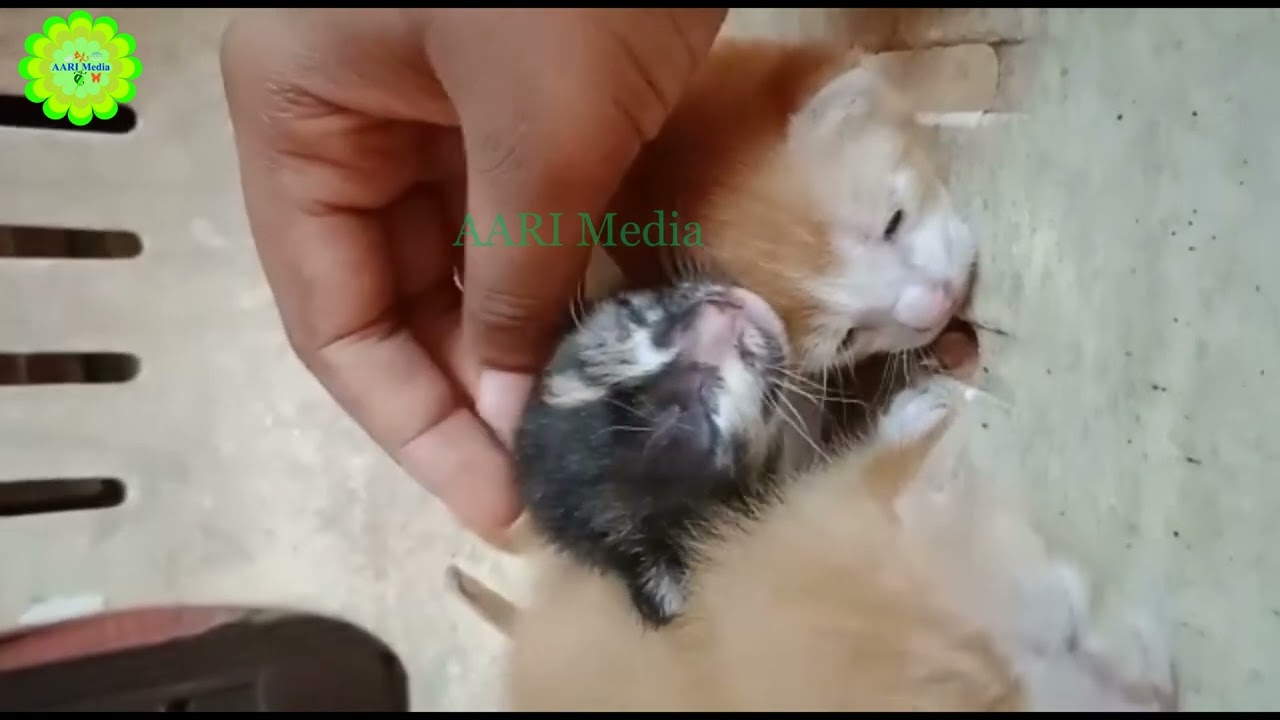 cutest baby cat moments cute kittens play | Playing with kittens | Cute ...