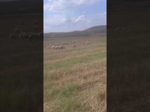 Kurbanlıkla r satışta