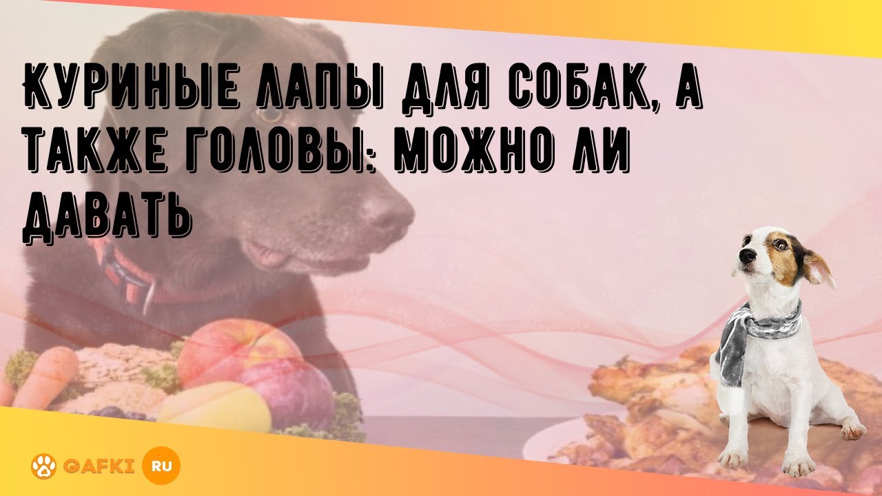 Куриные лапы для собак, а также головы: можно ли давать - YouTube