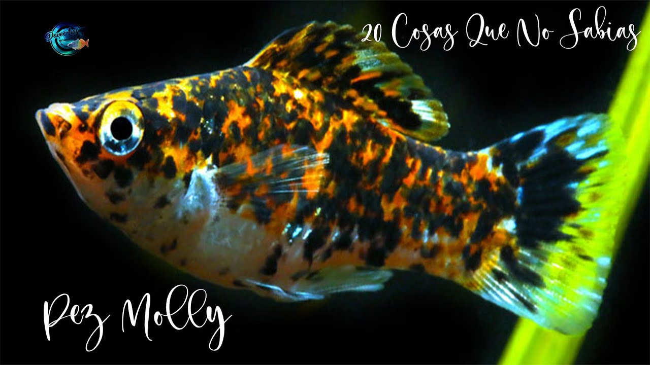 20 Cosas que no sabias del Pez Molly (Poecilia Sphenops) - YouTube