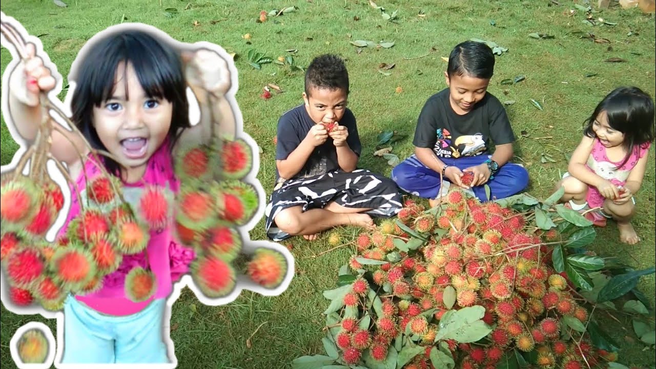 Panen rambutan || Vlog Anak kecil panen rambutan - YouTube