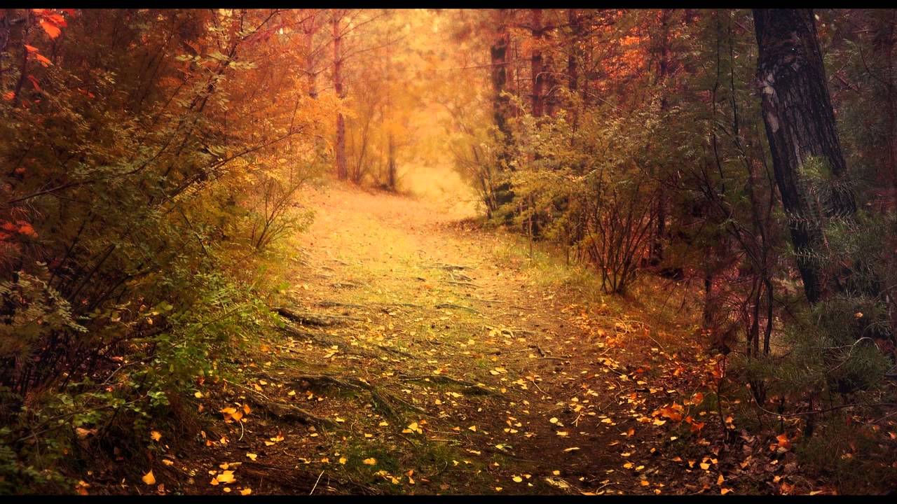 Wind in the trees Relaxing and Soothing Breeze White Noise - YouTube