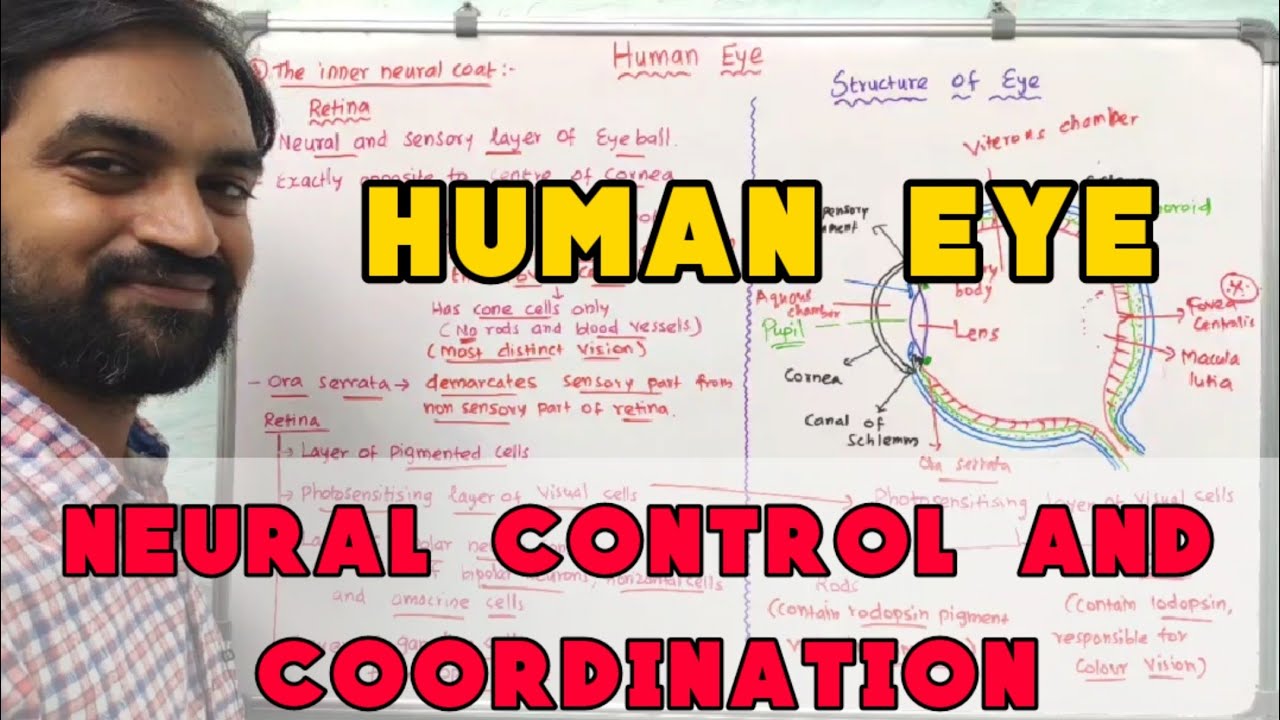 Human eye | Neural control and coordination - YouTube