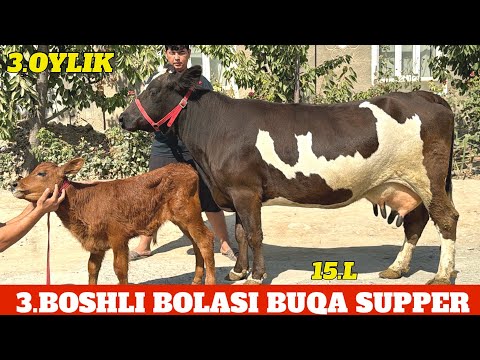 MANA IMKON 3.BOSHLI BOLASI BUQA TAYYOR ONA BOLA SIGIRLAR NARXLAR SUV TEKIN ULGURIB QOLIN