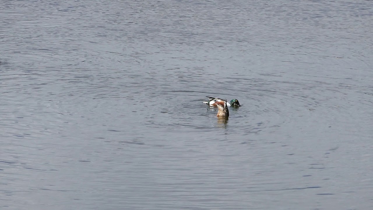 Cute Ducks Diving Down into the Water to Eat - IRWD San Joaquin Marsh ...